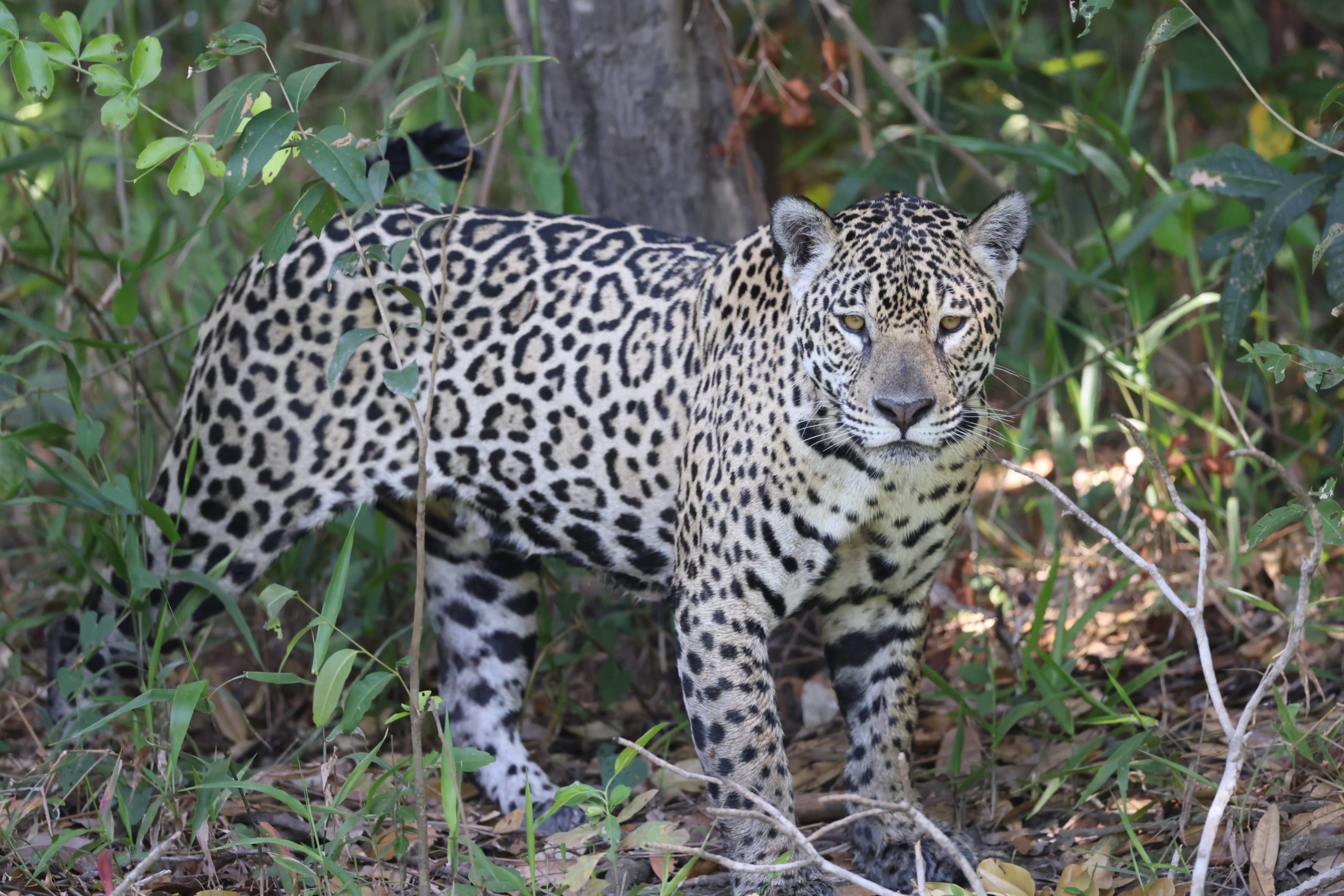 Brazil – Cajo on the Move